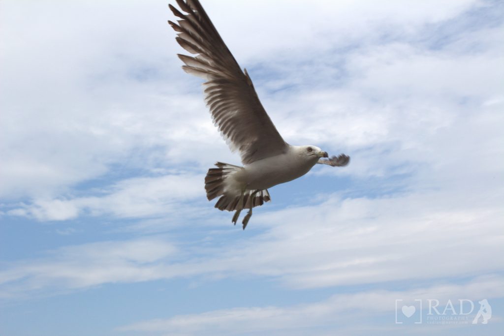 Sea Gull of west coast – Photographer RAD. Stories